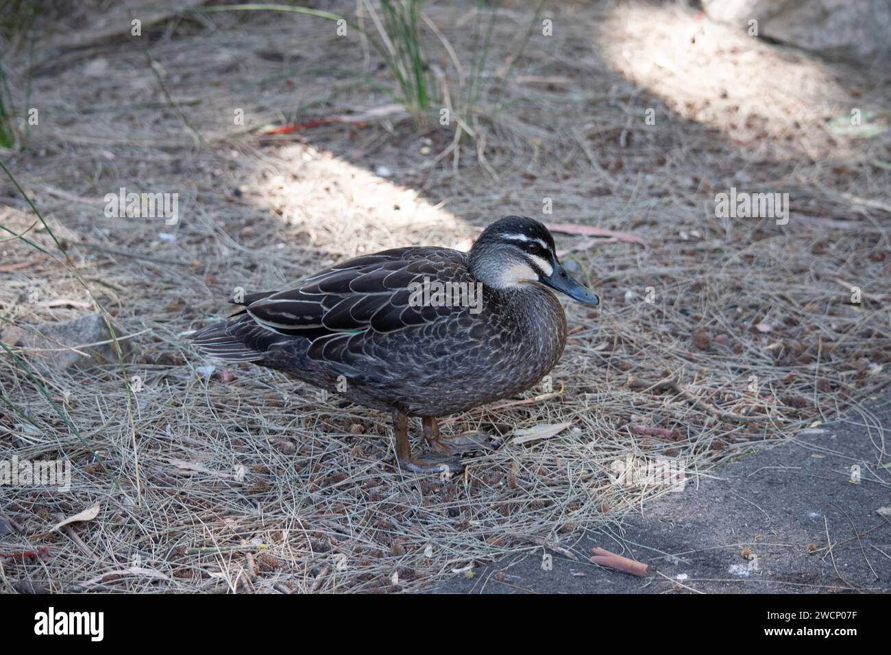 the pacific black duck has a dark body and a paler head with a dark ...