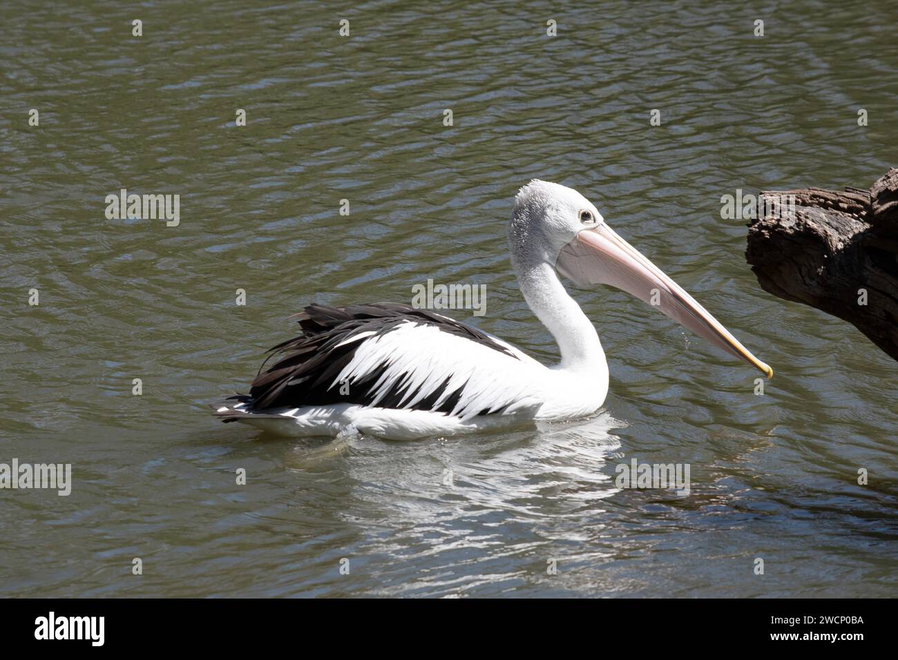 Australian Pelicans Largest Flying Bird – PING