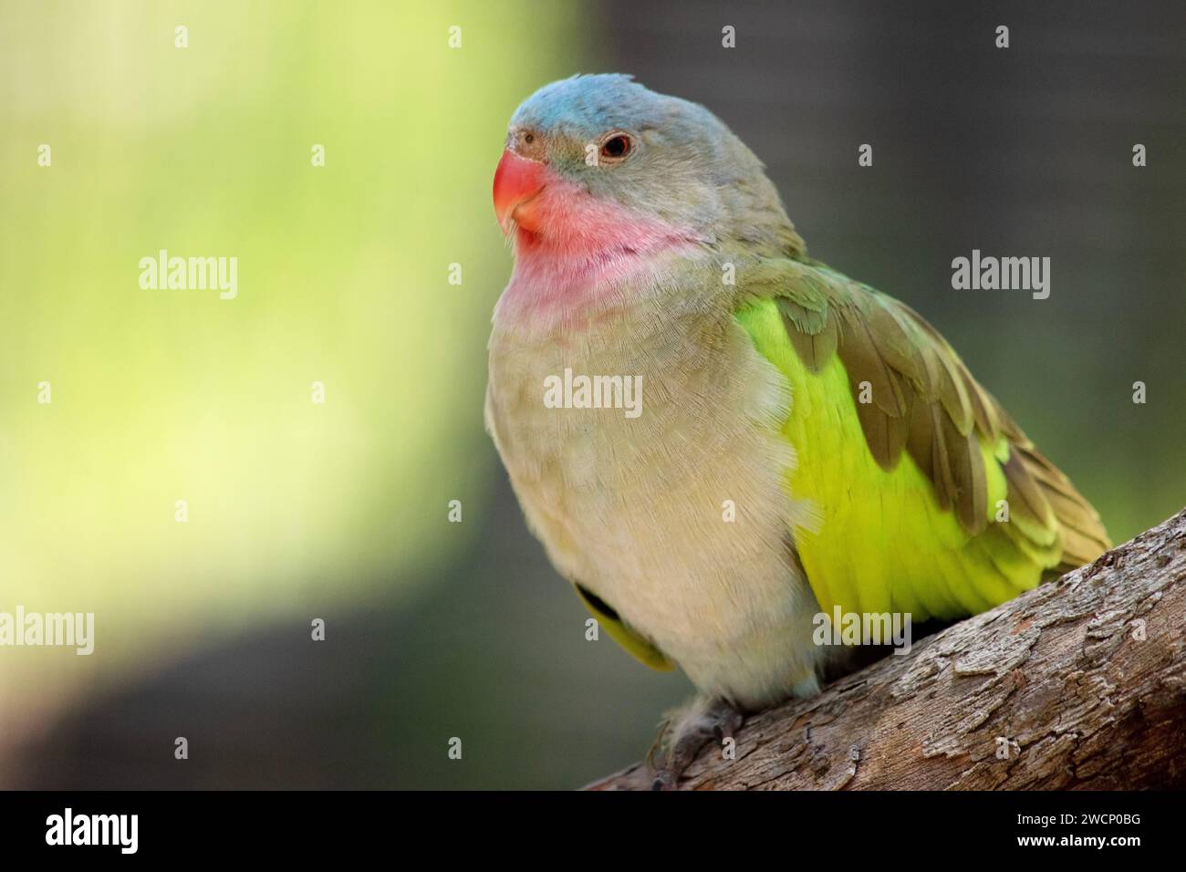 the princes parrot has a pink neck and a light blue head and green ...
