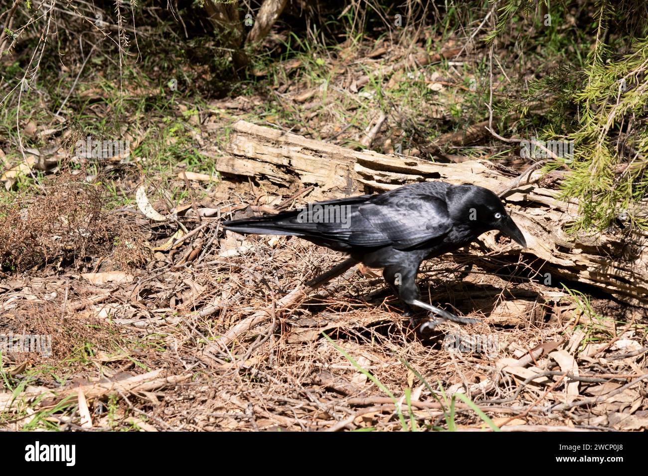 Australian Ravens are black with white eyes in adults. The feathers on ...