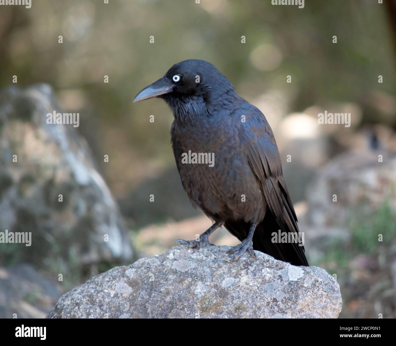 Australian Ravens are black with white eyes in adults. The feathers on ...