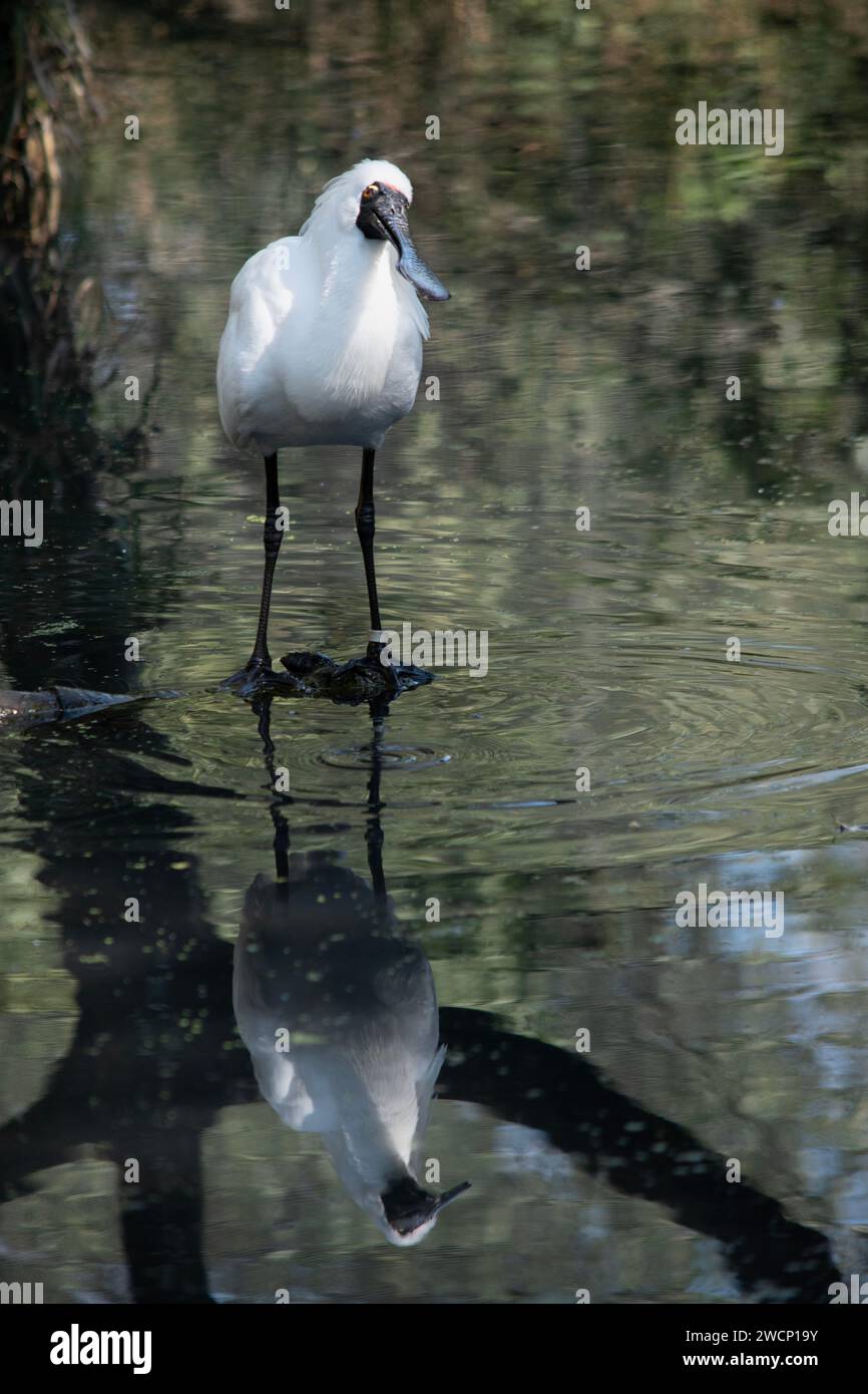 The royal spoonbill is a large white sea bird with a black bill that ...