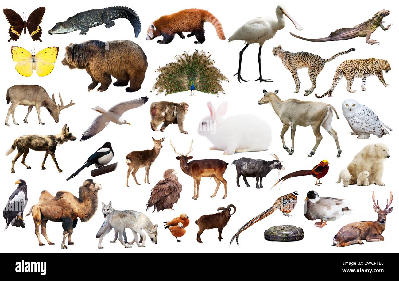 animal collection asia Stock Photo - Alamy