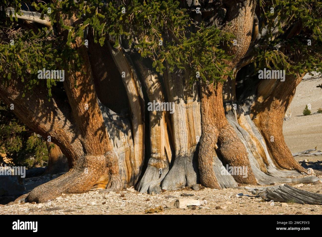 Patriarch Tree, Ancient Bristlecone Pine Forest, Ancient Bristlecone ... Patriarch Tree, Ancient Bristlecone Pine Forest, Ancient Bristlecone ...