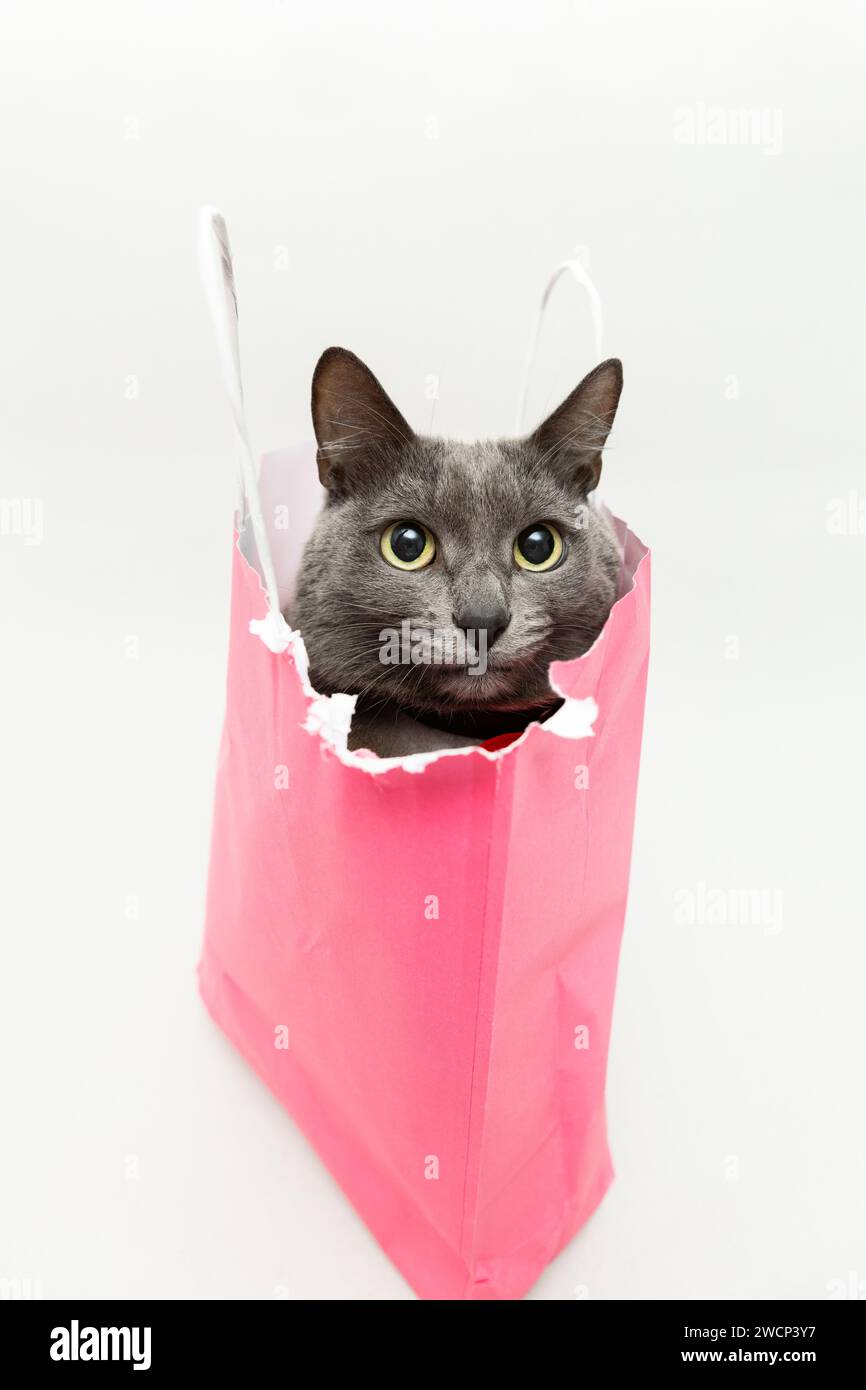 Cat in pink bag hi-res stock photography and images - Alamy