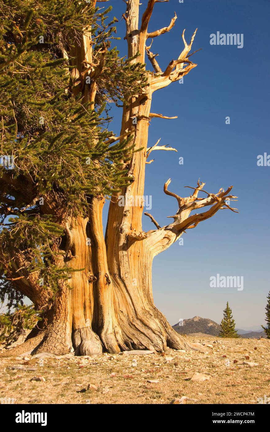 Bristlecone pine at Patriarch Grove, Ancient Bristlecone Pine Forest ...