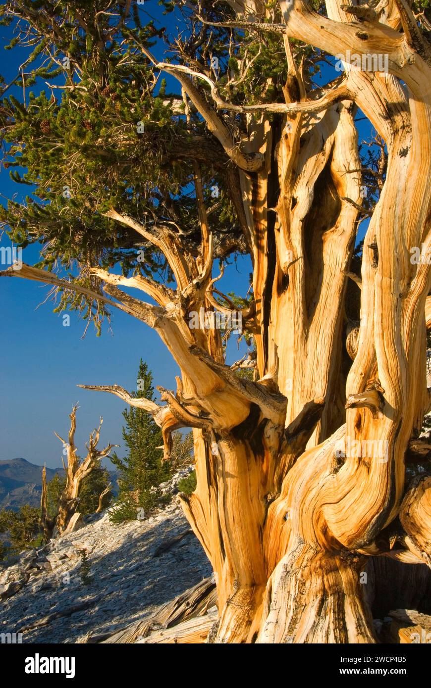 Bristlecone pine at Patriarch Grove, Ancient Bristlecone Pine Forest ...