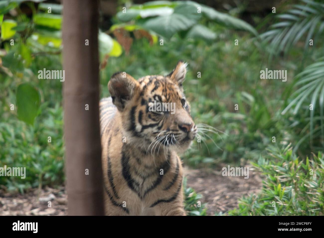 At four months of age tiger cubs are about the size of a medium-sized ...