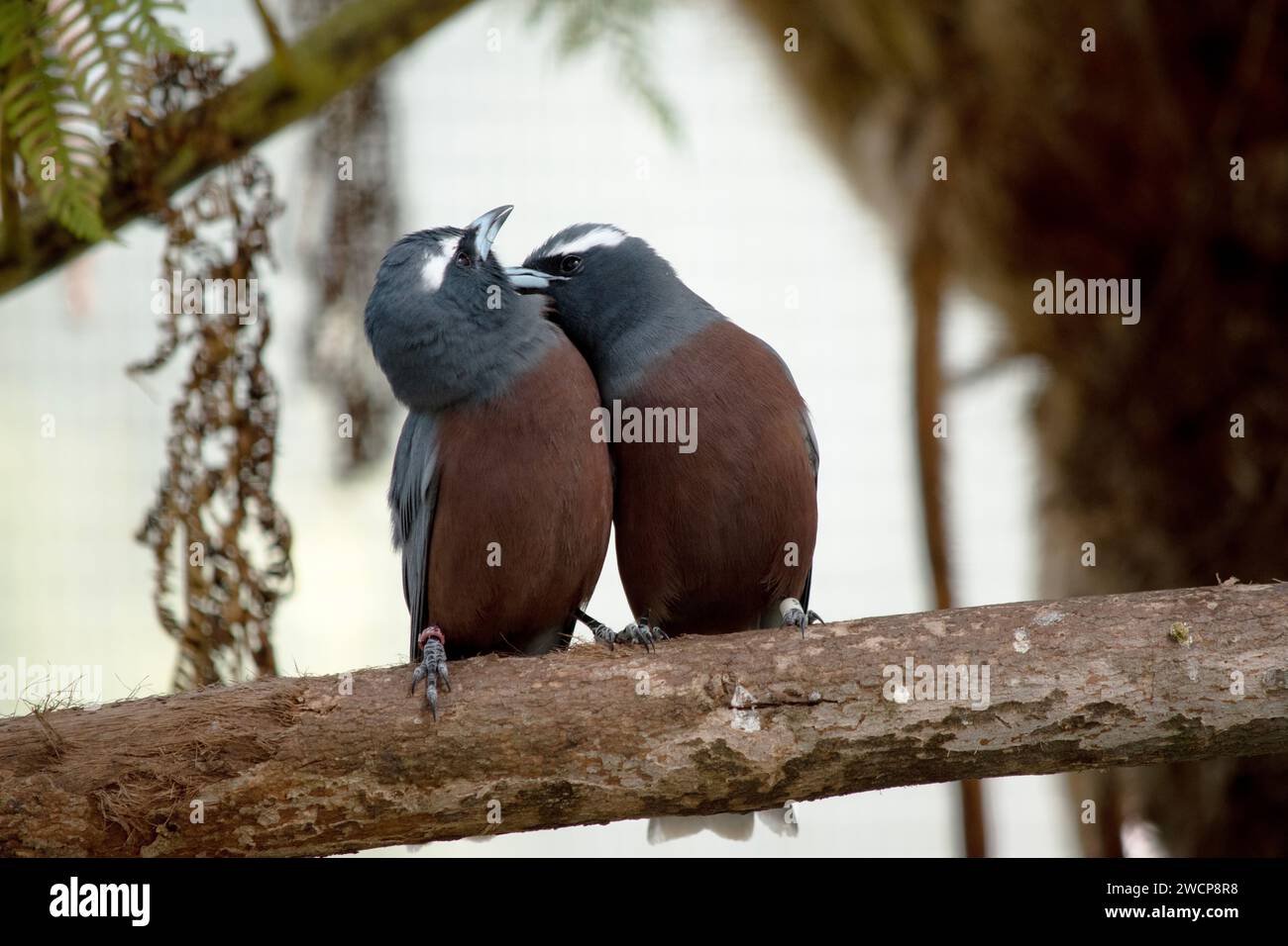 The white browed woodswallow is a grey bird with a dark grey face, red ...