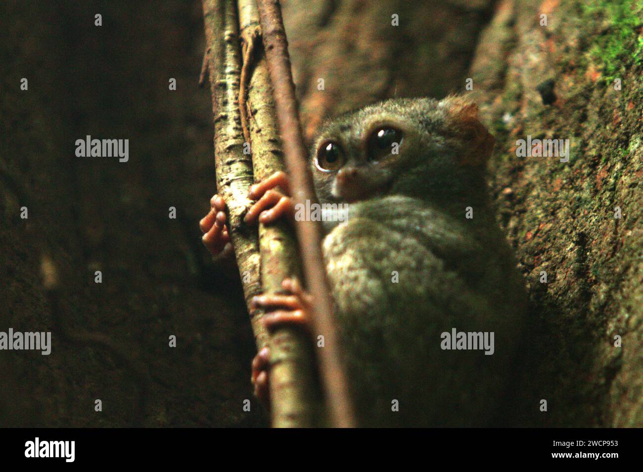A Gursky's spectral tarsier (Tarsius spectrumgurskyae) is visible in ...