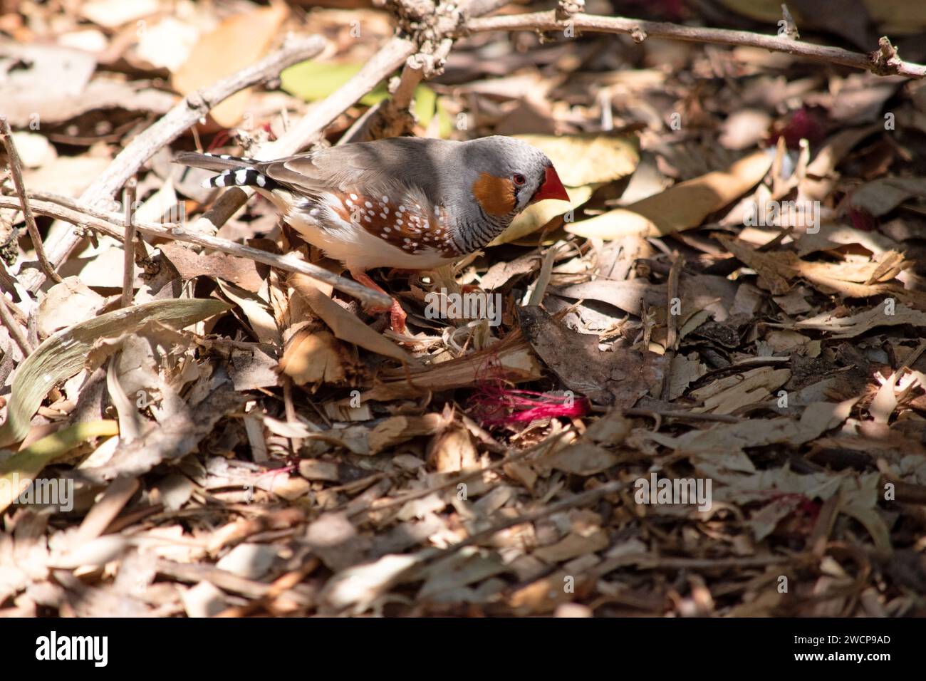 the male zebra finch has a grey body with a white under belly with a ...