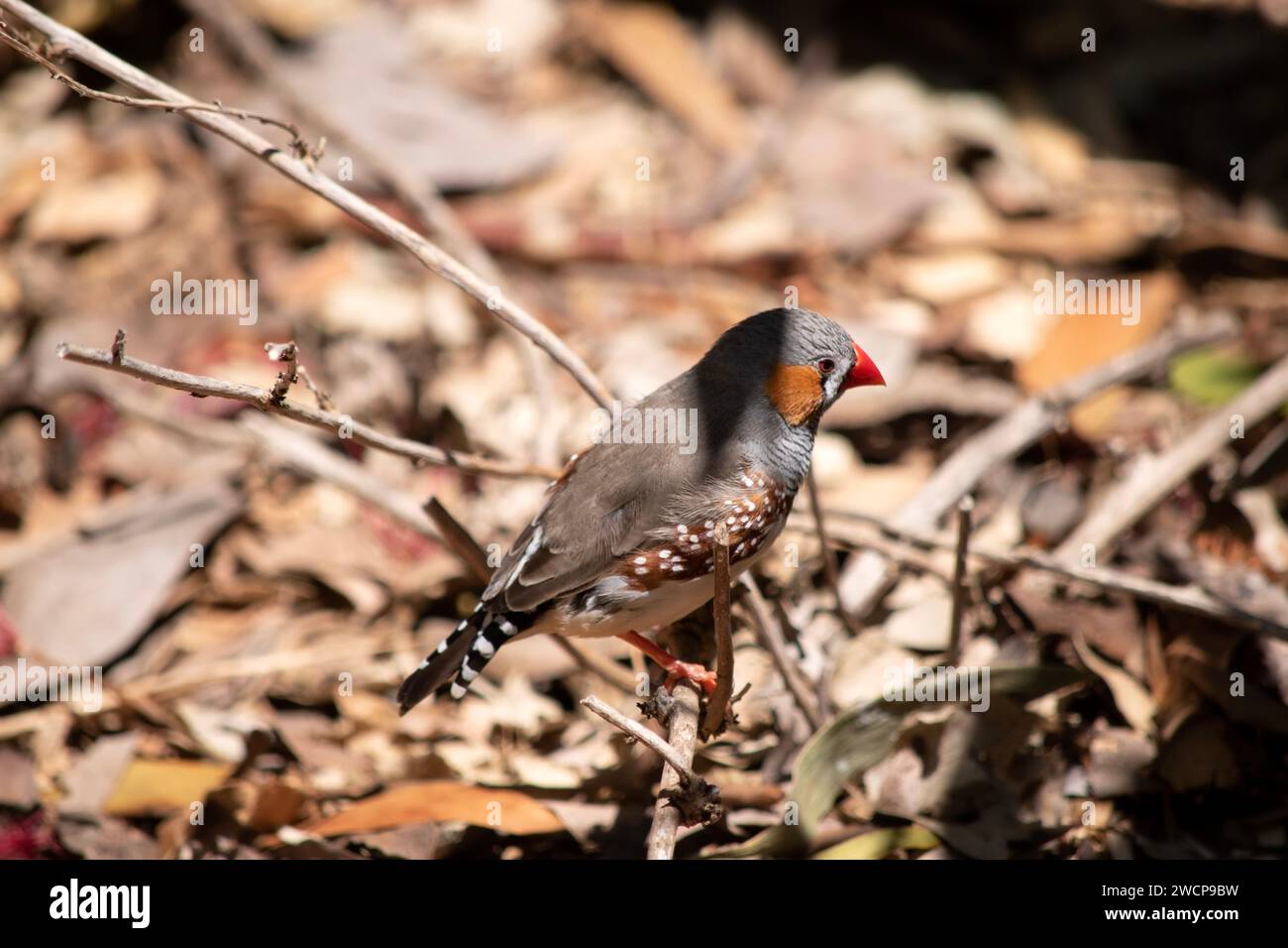 the male zebra finch has a grey body with a white under belly with a ...