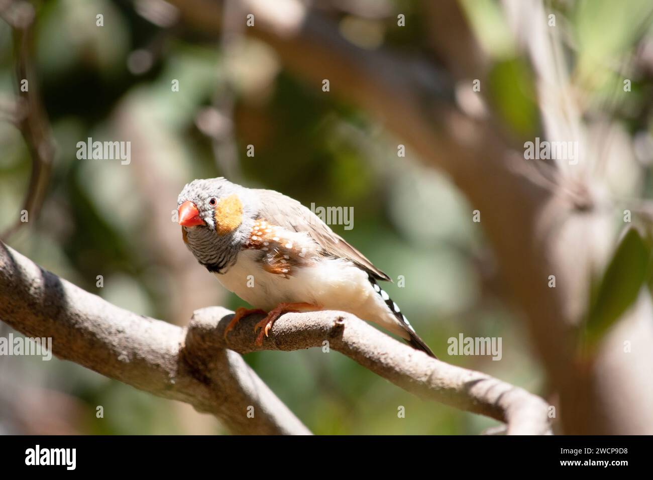 the male zebra finch has a grey body with a white under belly with a ...