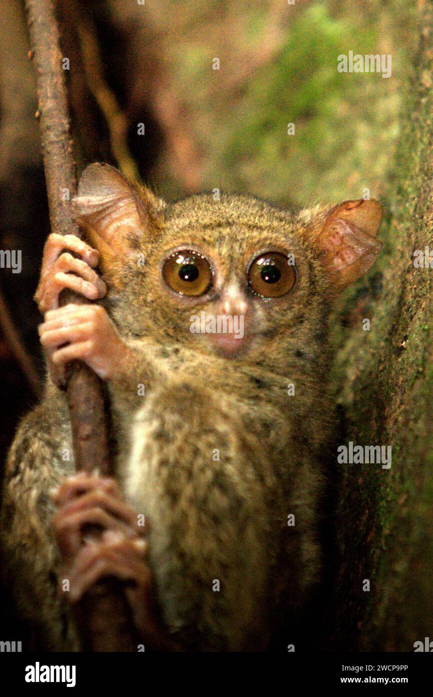 Tarsier behavior hi-res stock photography and images - Alamy