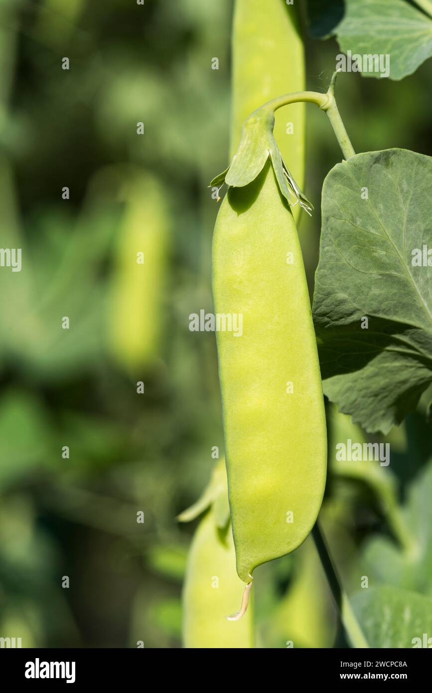 Mature peas hi-res stock photography and images - Alamy