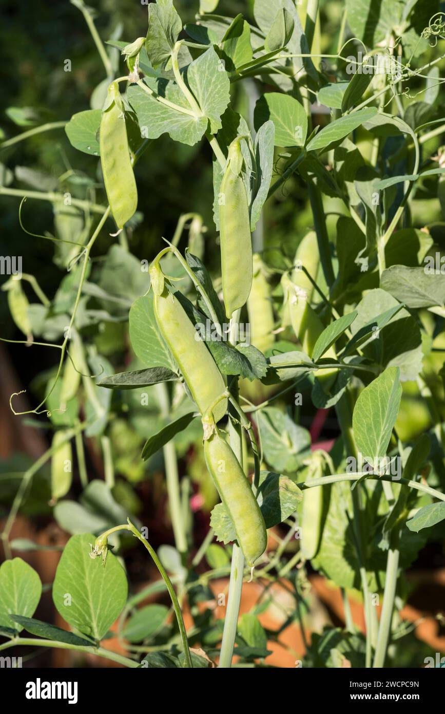 Organic vine grown green peas in early stages of pod maturity. The ...