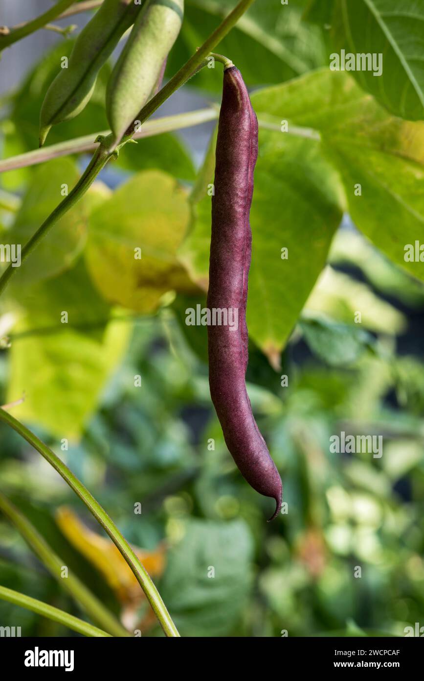 Organic purple heirloom bean pod in late Summer. The purple pod was ...