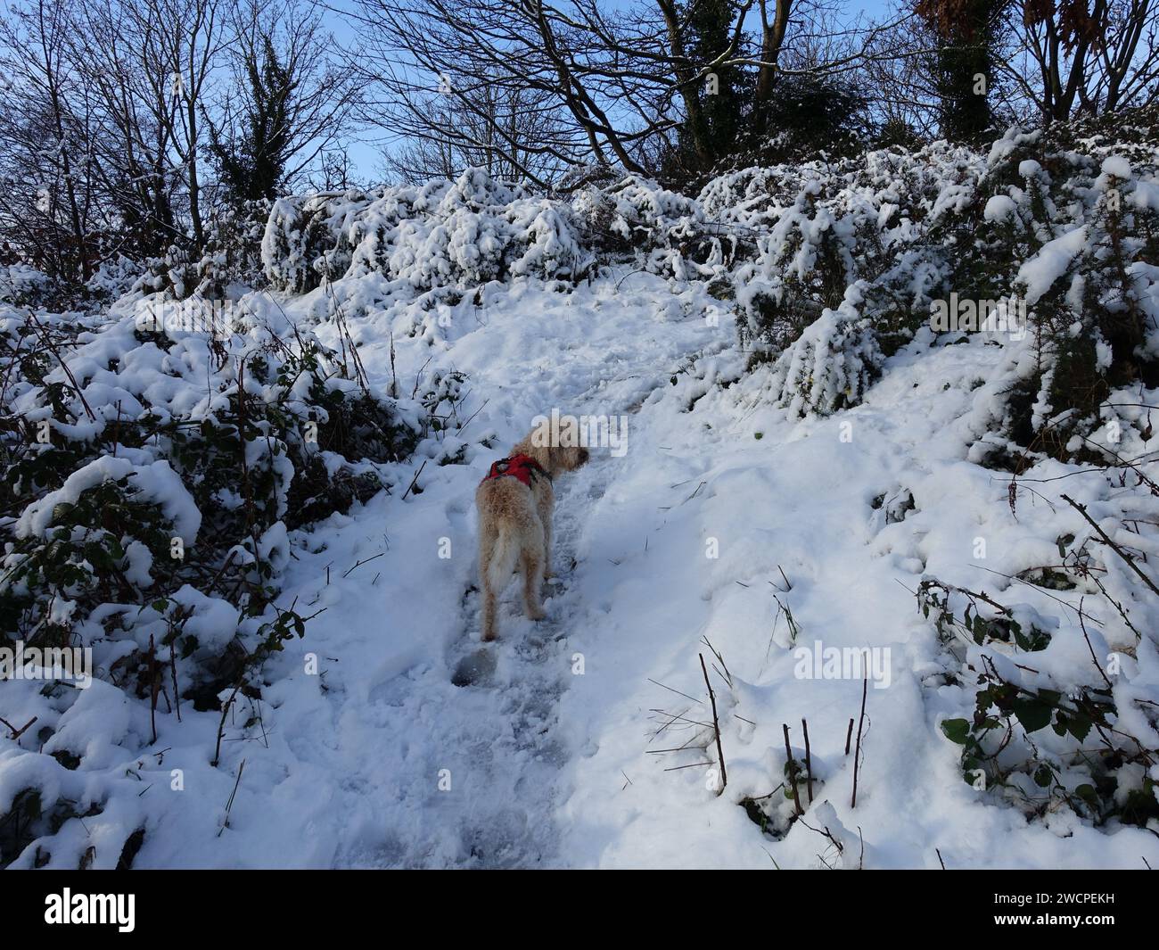 Dog climbing up a snowy hill in daytime winter Stock Photo - Alamy