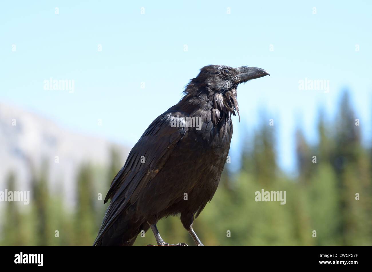 Raven perched hi-res stock photography and images - Alamy