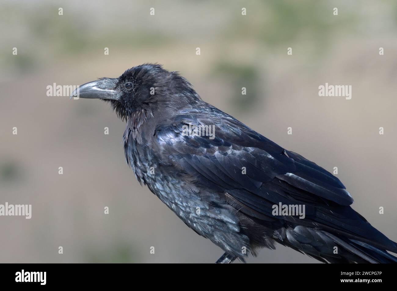 Raven edgar allen poe hi-res stock photography and images - Alamy