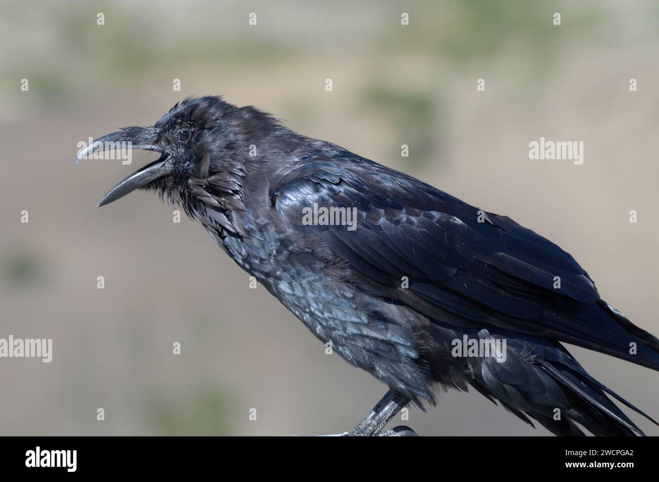 Raven edgar allen poe hi-res stock photography and images - Alamy