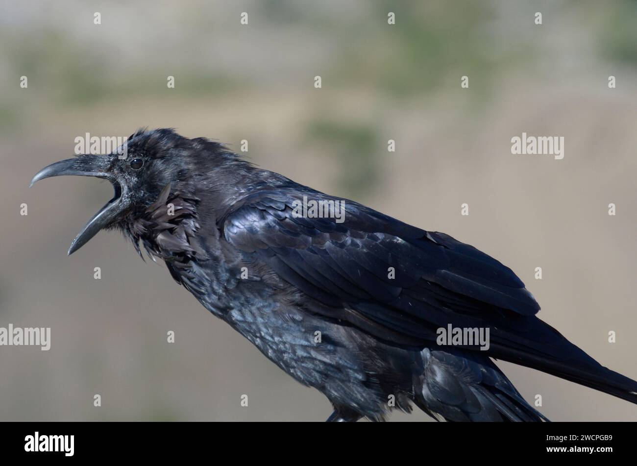 Edgar allen poe raven hi-res stock photography and images - Alamy