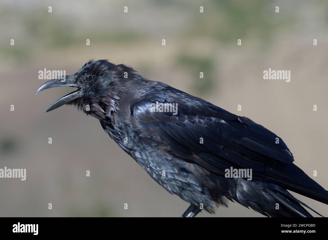 Raven edgar allen poe hi-res stock photography and images - Alamy