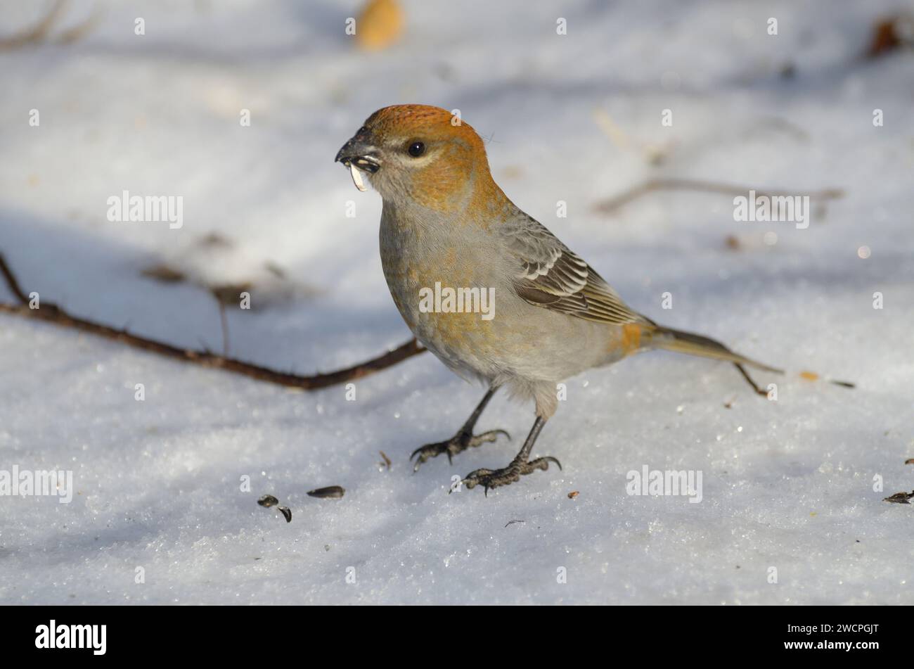 Poe bird hi-res stock photography and images - Alamy