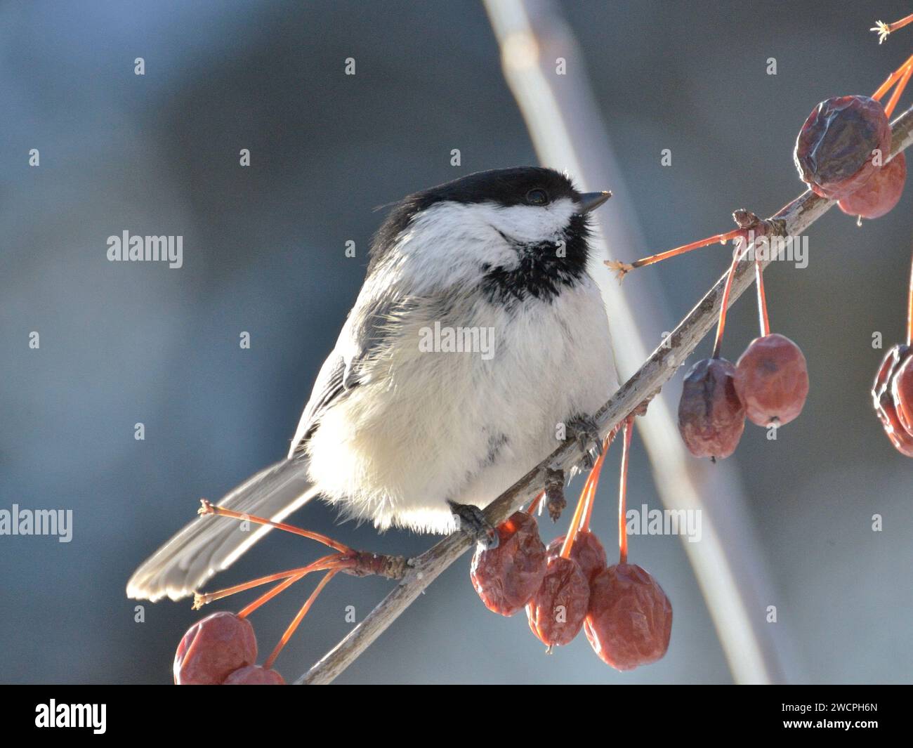 Boreal chickadee perched hi-res stock photography and images - Alamy