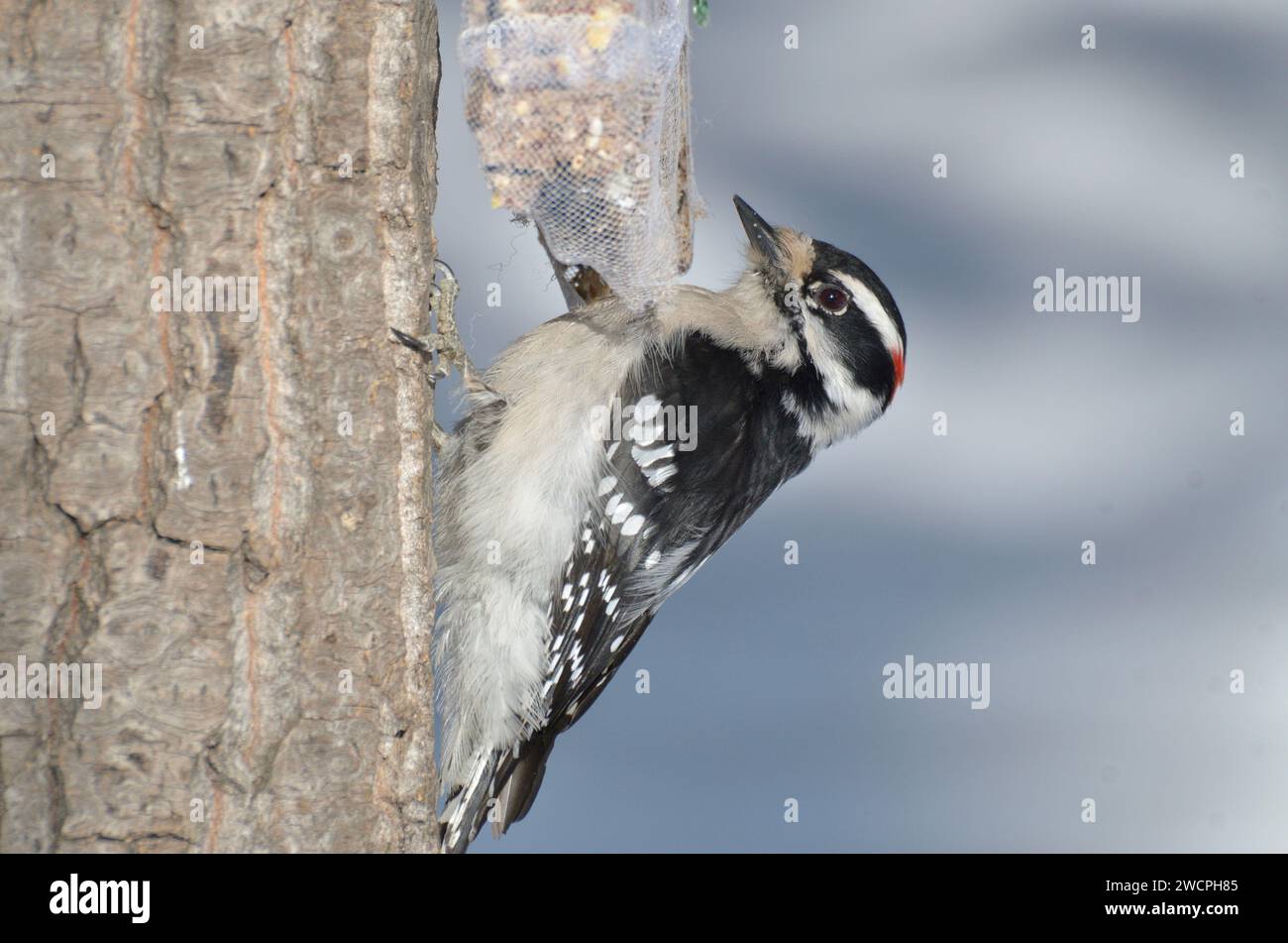 Small woodpecker in tree hi-res stock photography and images - Alamy