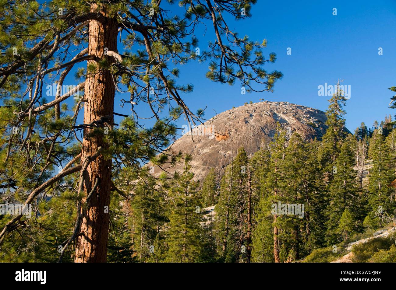 Granite dome pine forest hi-res stock photography and images - Alamy