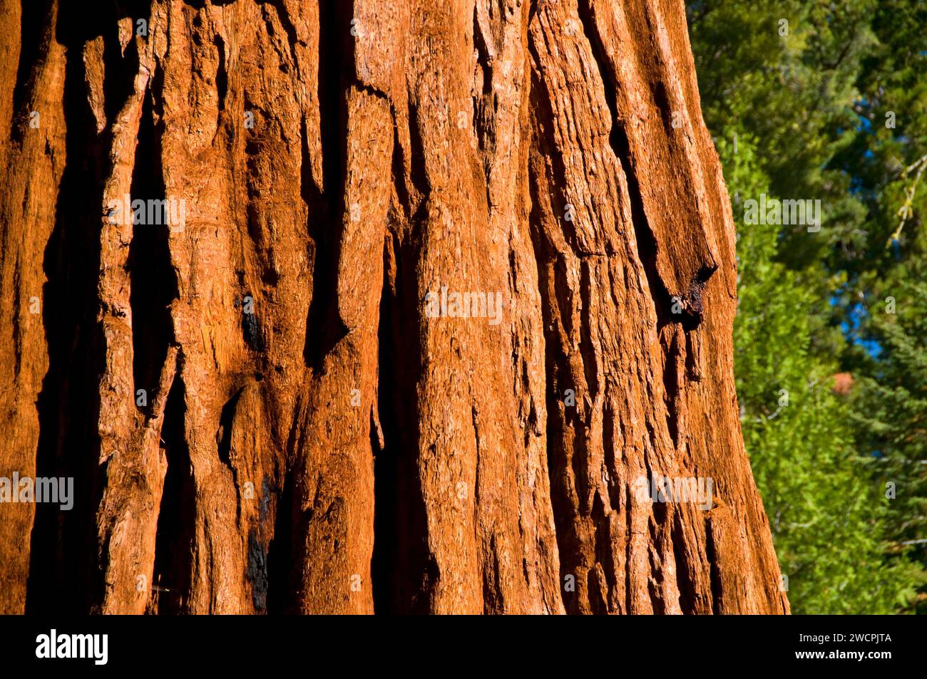 Sequoia trunk at Mariposa Grove, Yosemite National Park, California ...