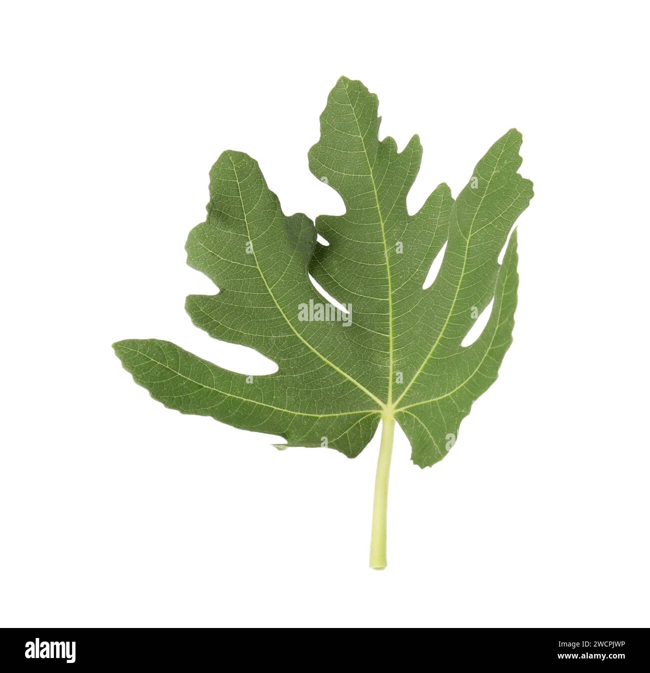 One green leaf of fig tree isolated on white Stock Photo - Alamy