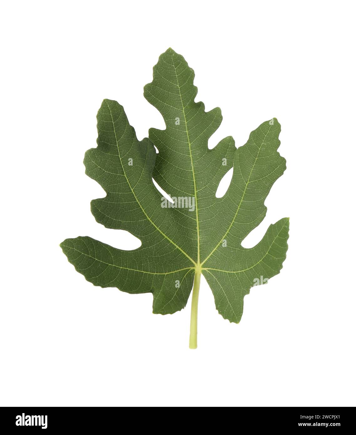 One green leaf of fig tree isolated on white Stock Photo - Alamy