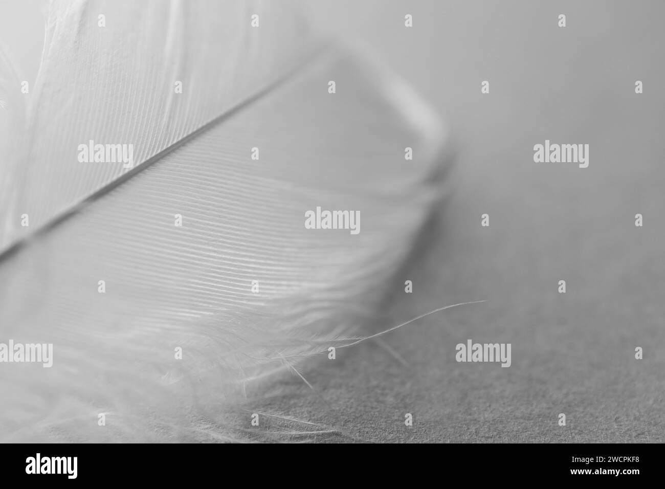 Fluffy white feather on light grey background, closeup. Space for text ...