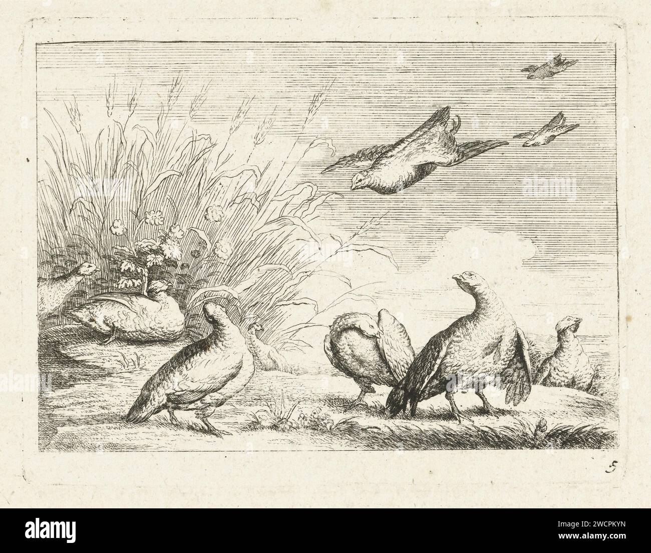 Patrijzen, anonymous, Peter Casteels (III) (rejected attribution ...