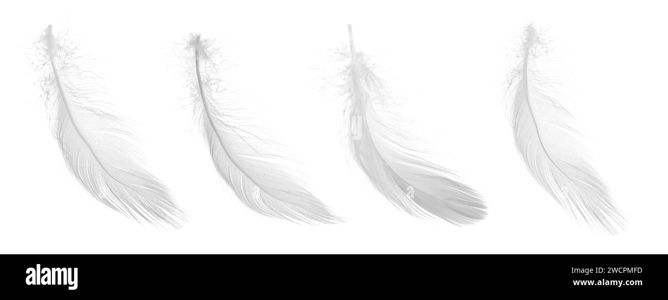 Light feathers isolated on white, collection. Plumage Stock Photo - Alamy