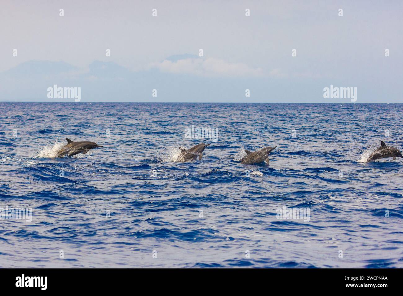 Lovina bali dolphin hi-res stock photography and images - Alamy