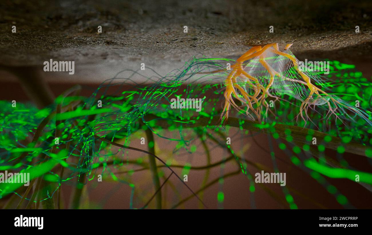 Mycorrhizal network, illustration Stock Photo - Alamy