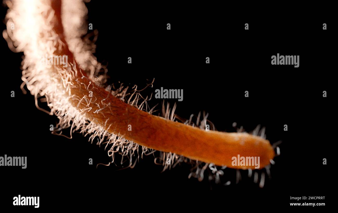 Root with root hairs Stock Photo - Alamy