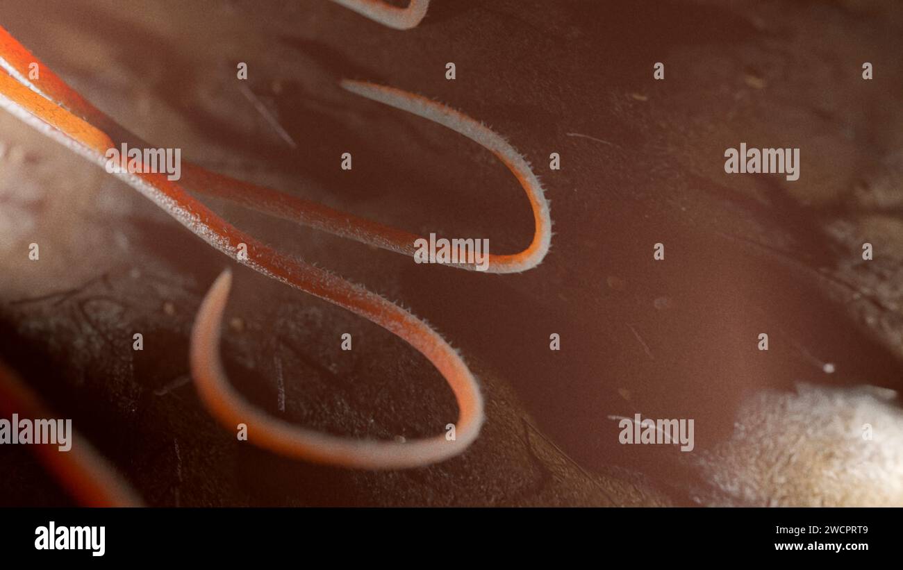 Roots with root hairs, illustration Stock Photo - Alamy