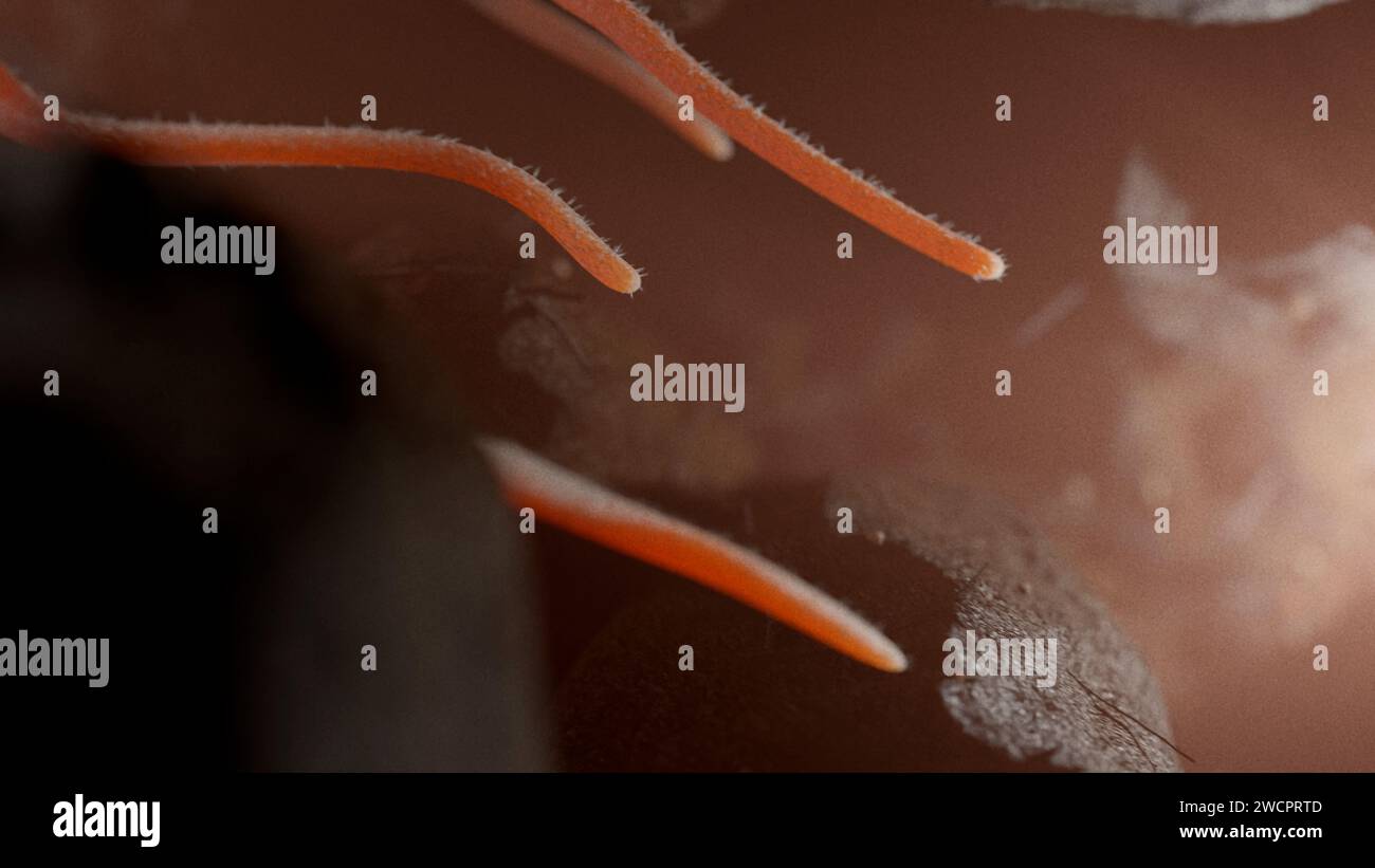 Roots with root hairs, illustration Stock Photo - Alamy