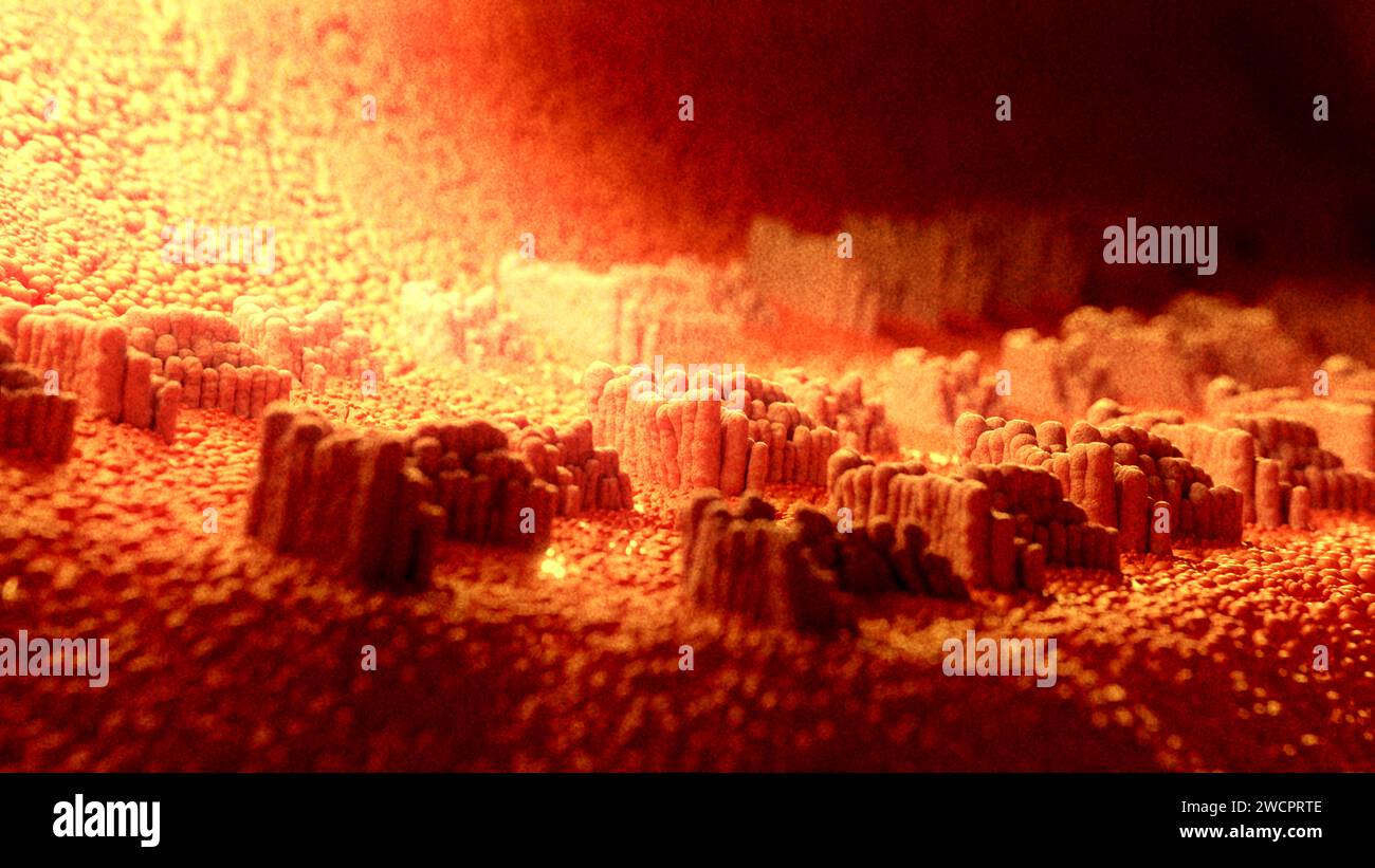 Inner ear hair cells, illustration Stock Photo - Alamy