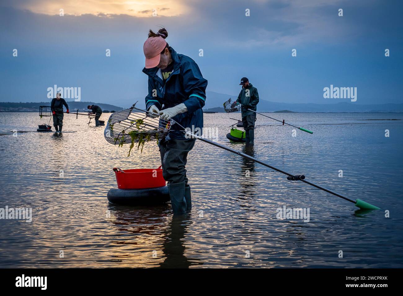 Workers catching shellfish Stock Photo - Alamy