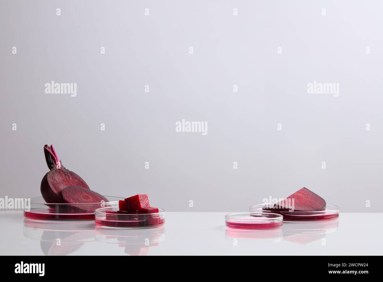 Beetroot slices and pink liquid contained inside some petri dishes over ...