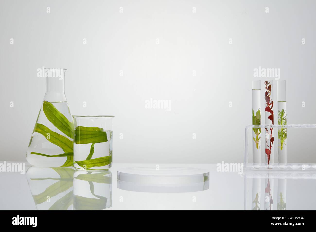 Few test tubes, a beaker and conical flask containing seaweed in red ...