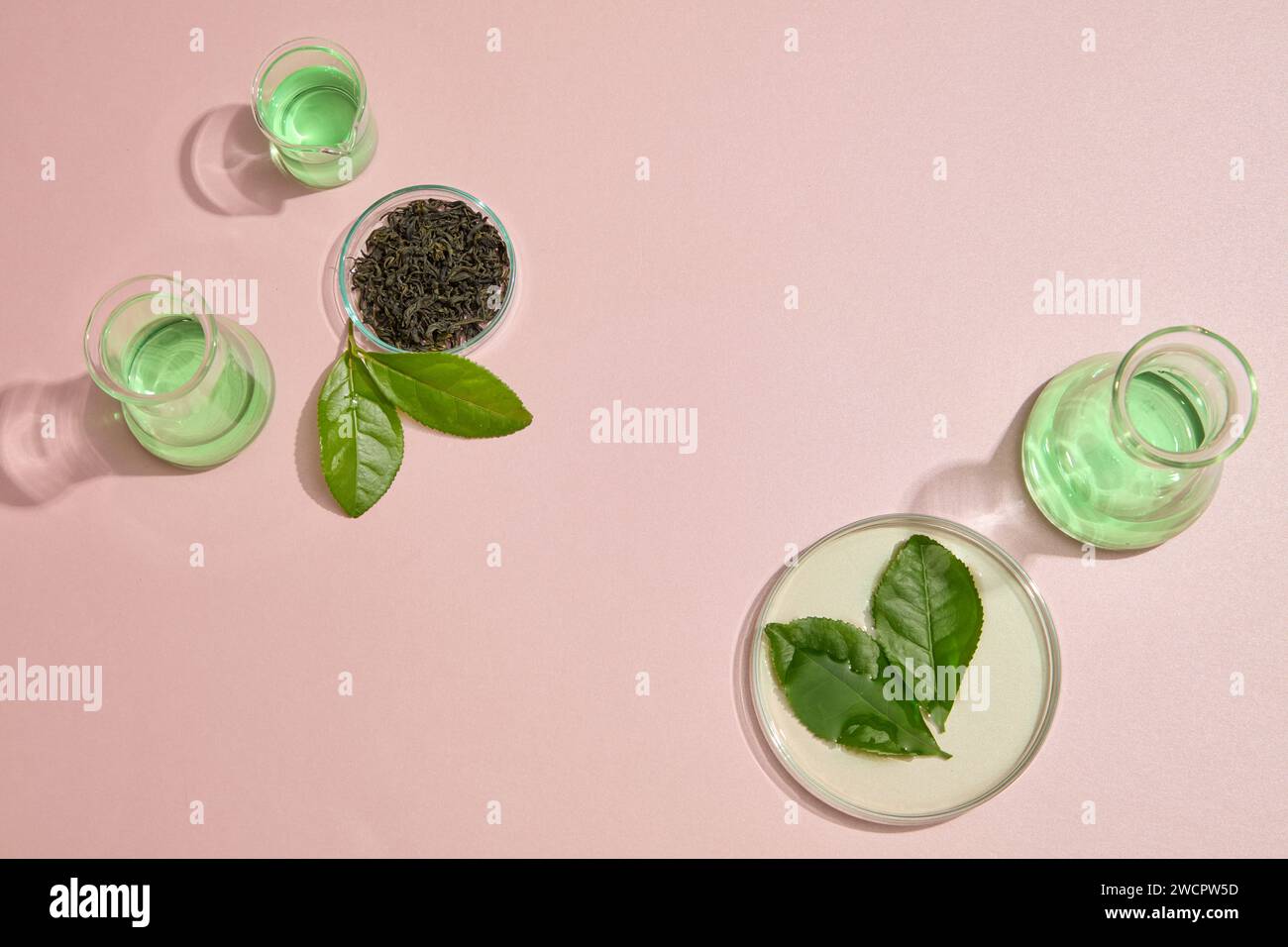 Petri dishes featured dried and fresh green tea leaves. Two flasks and ...