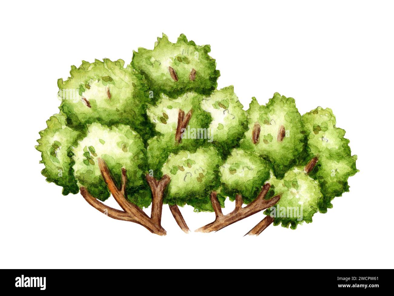 Watercolor bush hi-res stock photography and images - Alamy