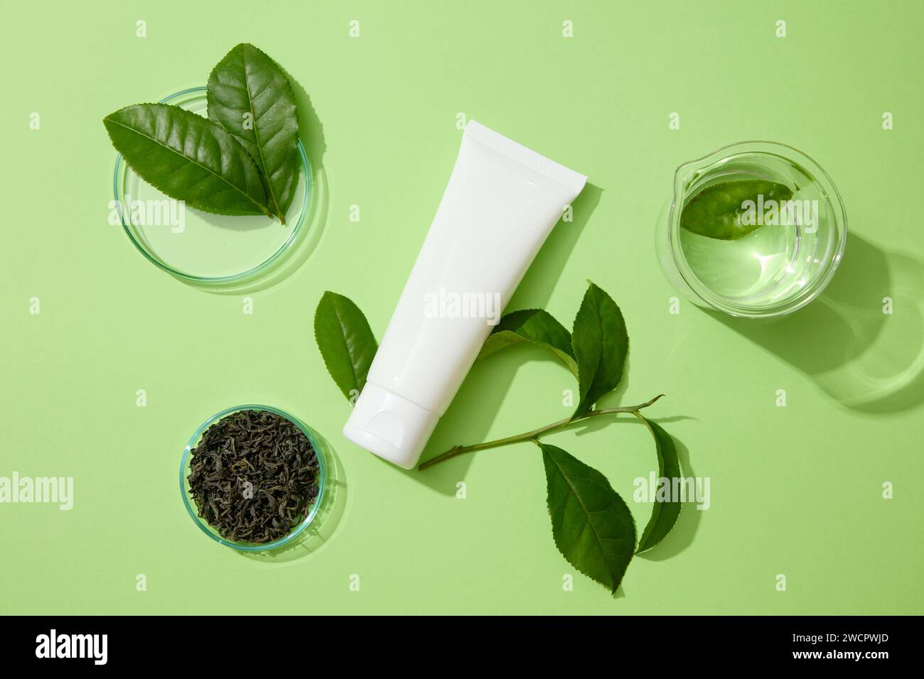 Fresh and dried green tea leaves displayed on green background with ...