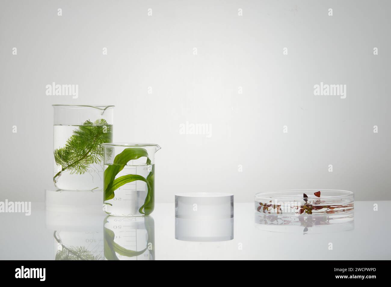 Glass petri dish, beakers and a round podium are decorated against ...